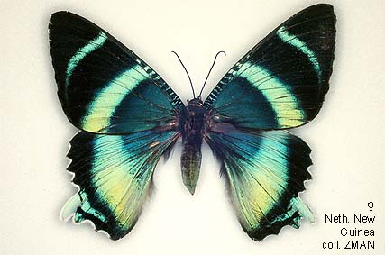 Papua Insects Foundation (Lepidoptera/Uraniidae/Uraniinae/Alcides aruus)